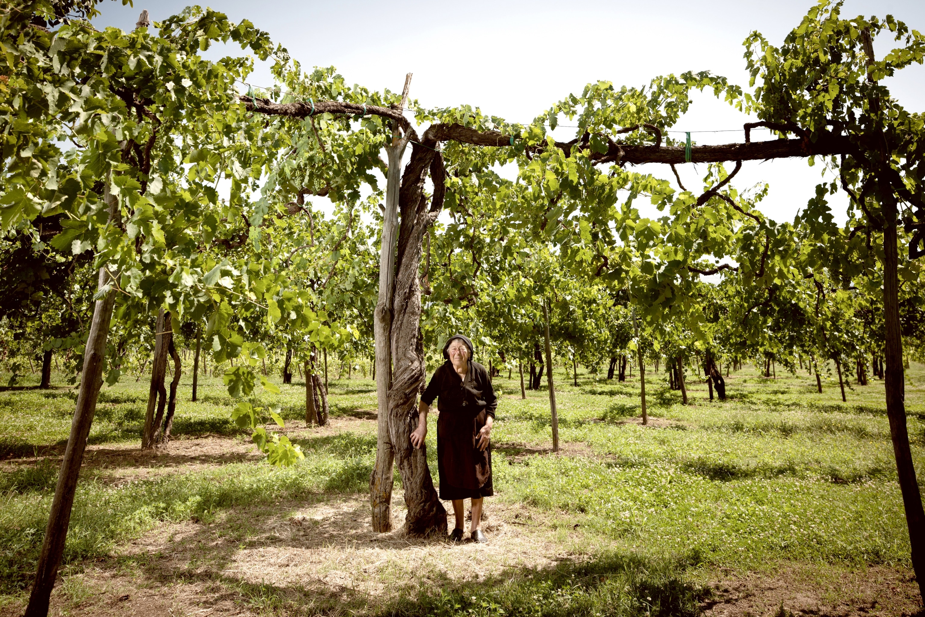 Ancient wines are having a moment in Italy. Here’s why. | National Geographic